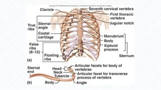 02-Musculoskeletal System ( anatomy lacture ) | PPTX
