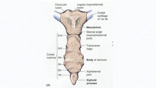 02-Musculoskeletal System ( anatomy lacture ) | PPTX