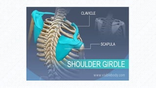 02-Musculoskeletal System ( anatomy lacture ) | PPTX