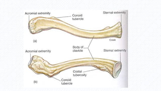 02-Musculoskeletal System ( anatomy lacture ) | PPTX