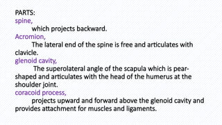 02-Musculoskeletal System ( anatomy lacture ) | PPTX