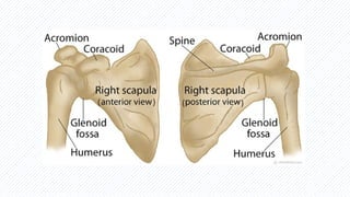 02-Musculoskeletal System ( anatomy lacture ) | PPTX