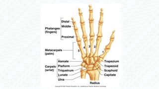 02-Musculoskeletal System ( anatomy lacture ) | PPTX