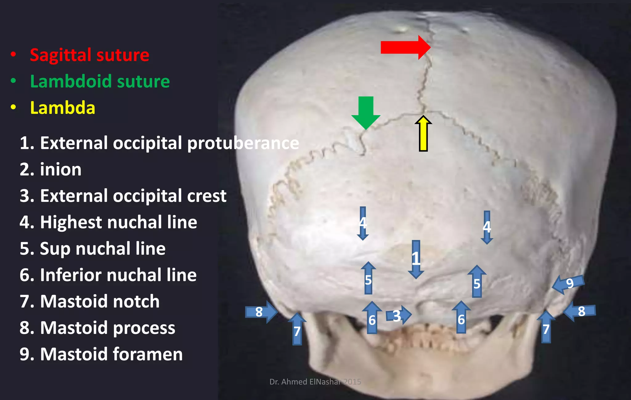 skeleton on head + bony features of norma occipitalis 2018 | PPTX