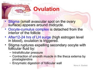 02 - Ovarian and Uterine Cycles 21 10 2008.ppt