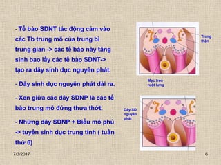 PHÔI THAI HỌC HỆ SINH DỤC NAM | PDF