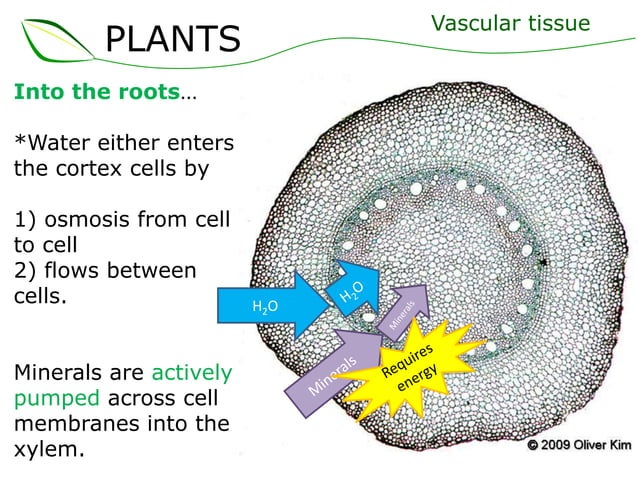 02 plant structure supplement - vascular tissue | PPT | Free Download