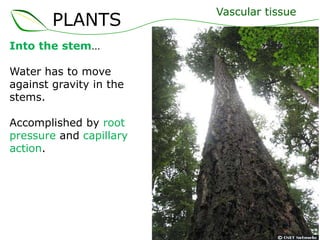 02 plant structure supplement - vascular tissue | PPT
