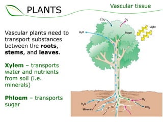 Plant Vascular System For Kids