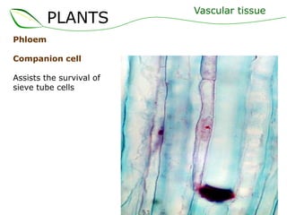 02 plant structure supplement - vascular tissue | PPT