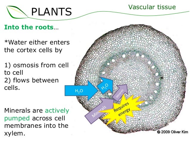02 plant structure supplement - vascular tissue