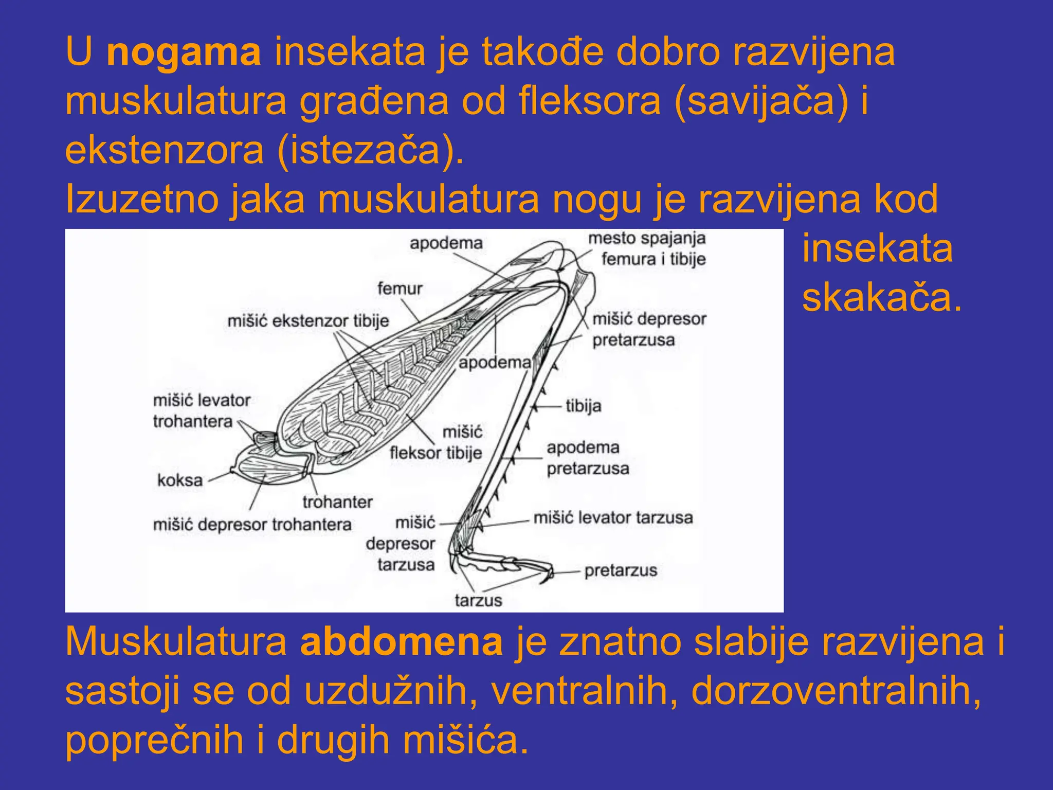 02-predavanje-entomologija prezentacija.ppt