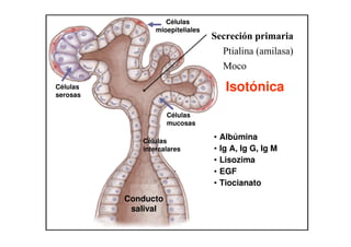 02- Secrecion I (salival y gástrica) | PDF