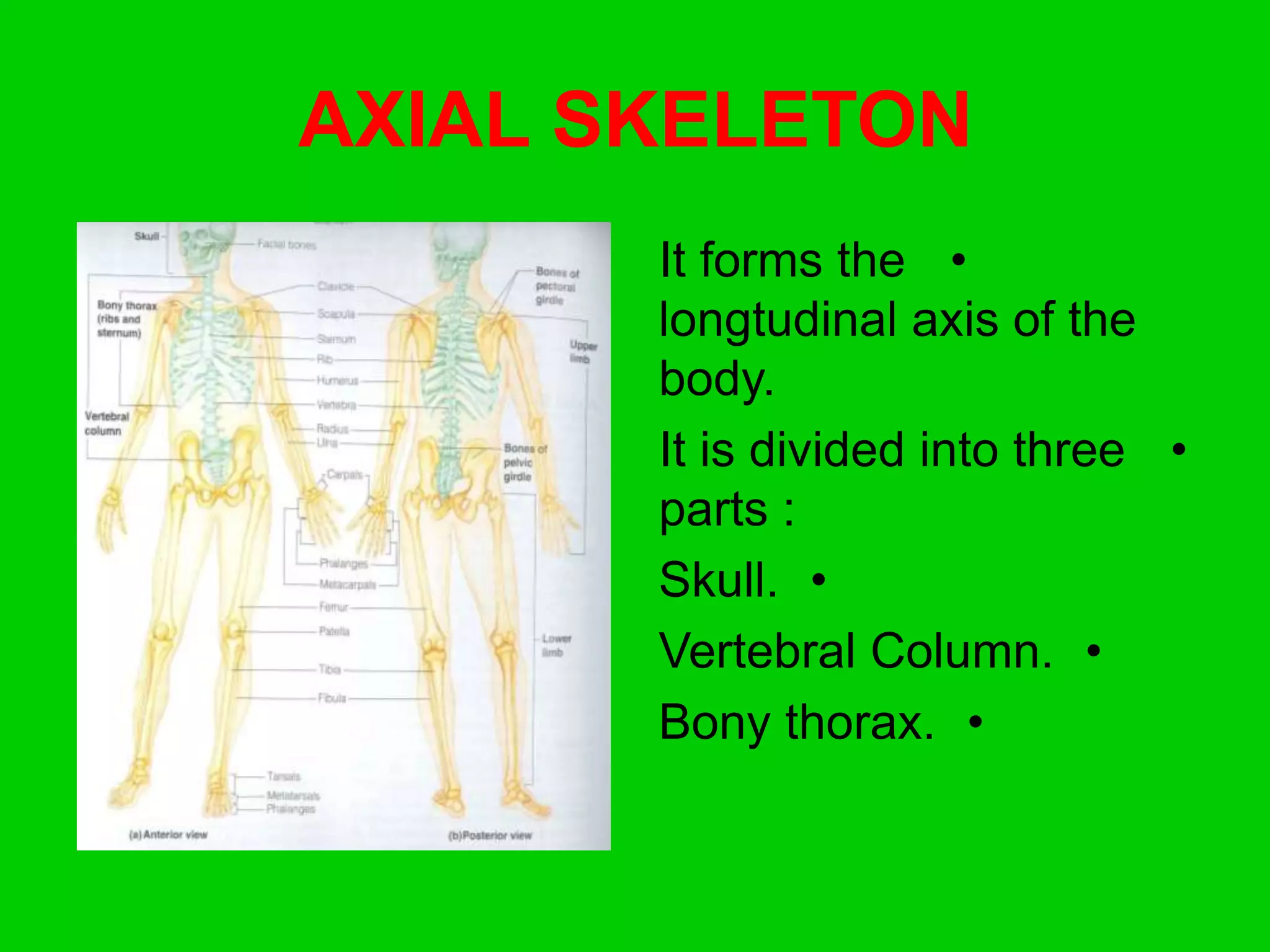 02 - skletal system.ppt