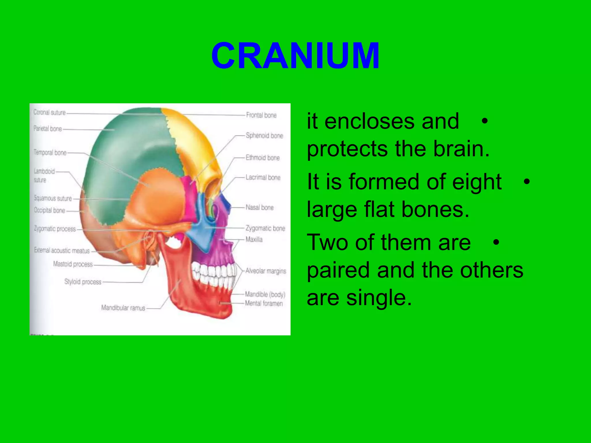02 - skletal system.ppt