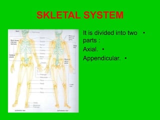 02 - skletal system.ppt