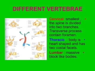 02 - skletal system.ppt