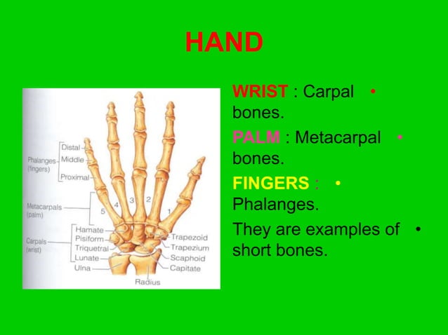 02 - skletal system.ppt