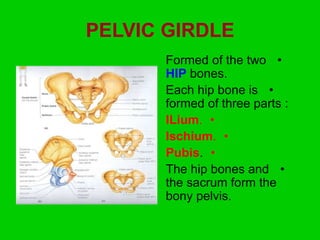 02 - skletal system.ppt