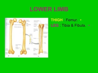 02 - skletal system.ppt