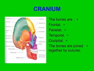 02 - skletal system.ppt