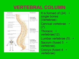 02 - skletal system.ppt