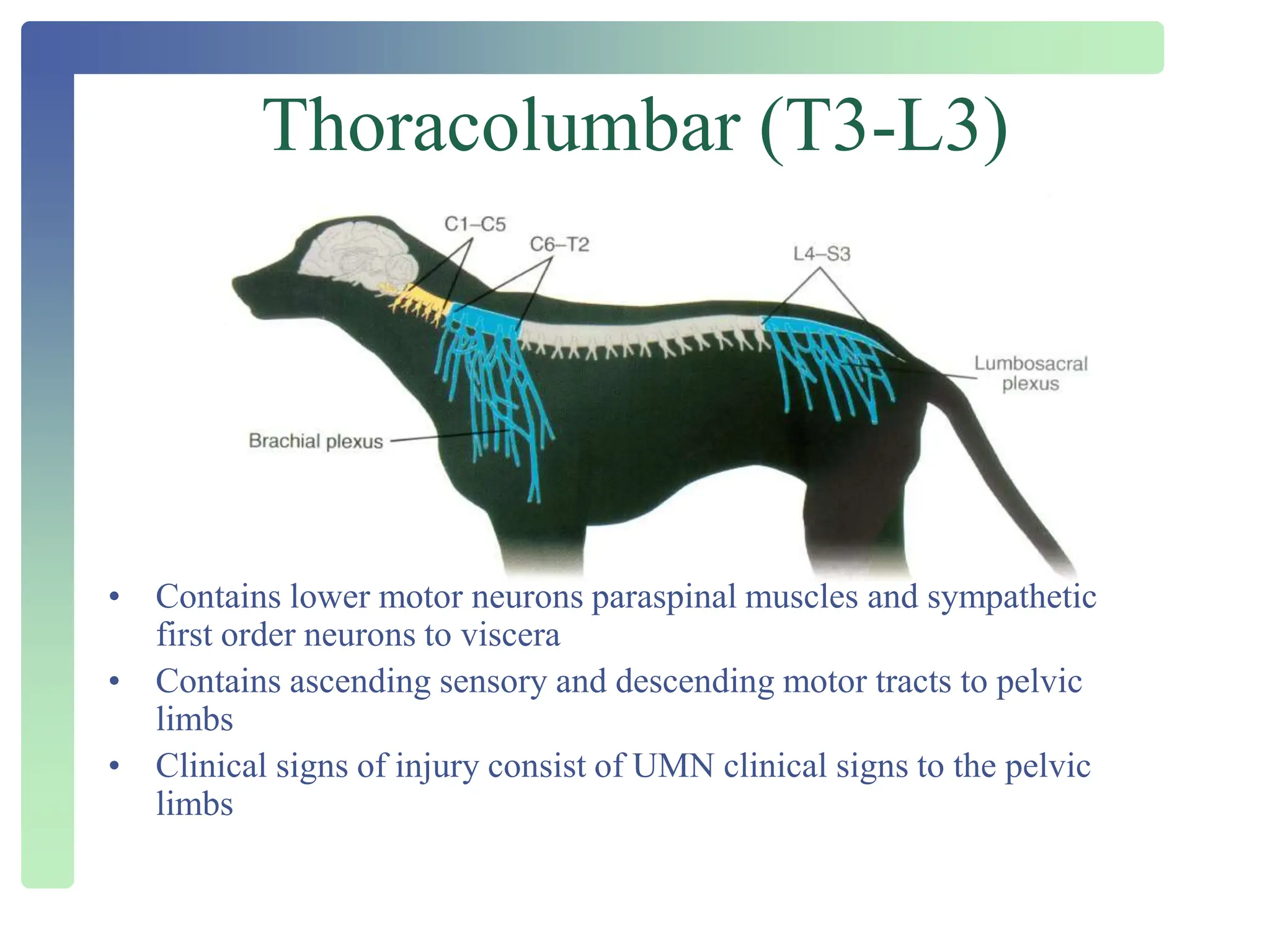 02 - Spine (1).ppt animal anatomy neurology | PPT