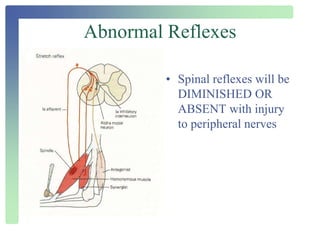 02 - Spine (1).ppt animal anatomy neurology | PPT