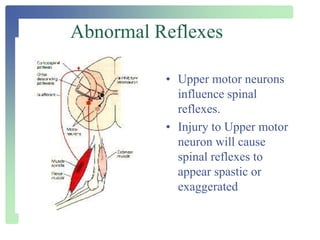 02 - Spine (1).ppt animal anatomy neurology | PPT