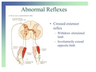 02 - Spine (1).ppt animal anatomy neurology | PPT
