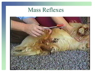 02 - Spine (1).ppt animal anatomy neurology | PPT