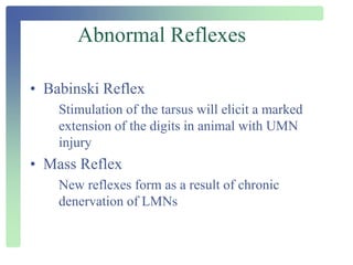 02 - Spine (1).ppt animal anatomy neurology | PPT