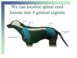 02 - Spine (1).ppt animal anatomy neurology | PPT