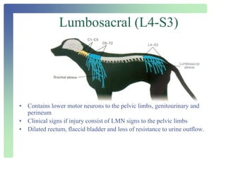 02 - Spine (1).ppt animal anatomy neurology | PPT