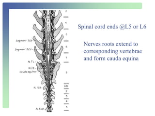 02 - Spine (1).ppt animal anatomy neurology | PPT