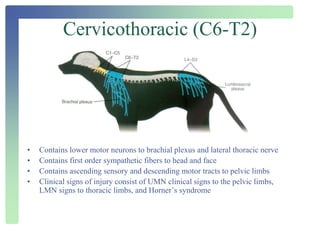 02 - Spine (1).ppt animal anatomy neurology | PPT