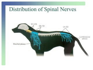 02 - Spine (1).ppt animal anatomy neurology | PPT