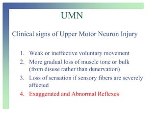 02 - Spine (1).ppt animal anatomy neurology | PPT