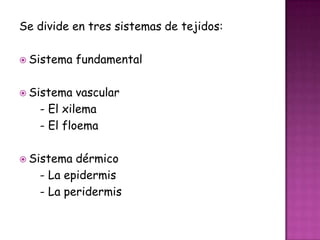02 tejidos vegetales ii (ca2 m) | PPTX