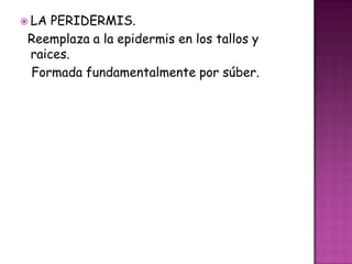 02 tejidos vegetales ii (ca2 m) | PPTX