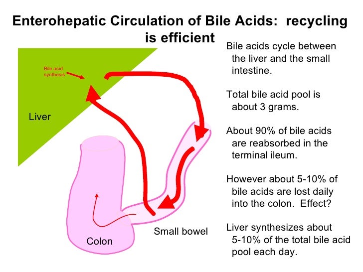 02.01.12(a): Liver Physiology