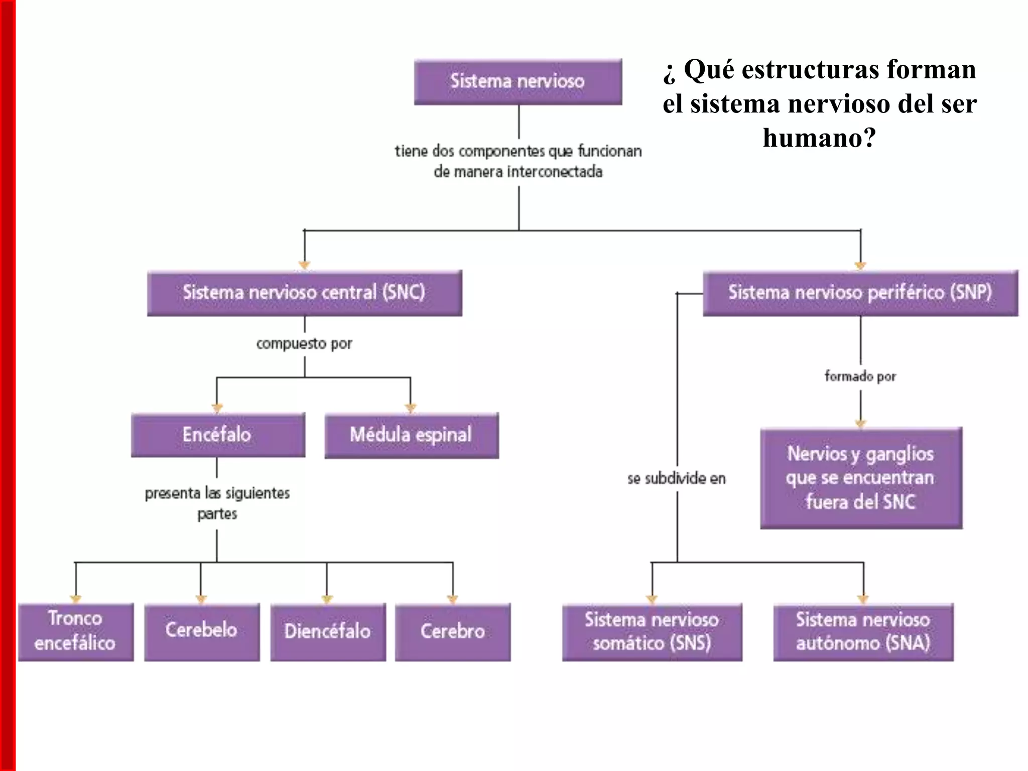 Sistema Nervioso - Parte 2 | PPTX