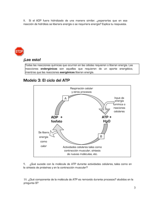 ATP:¿Cómo las células capturan, liberan y almacenan energía?. Guía ...