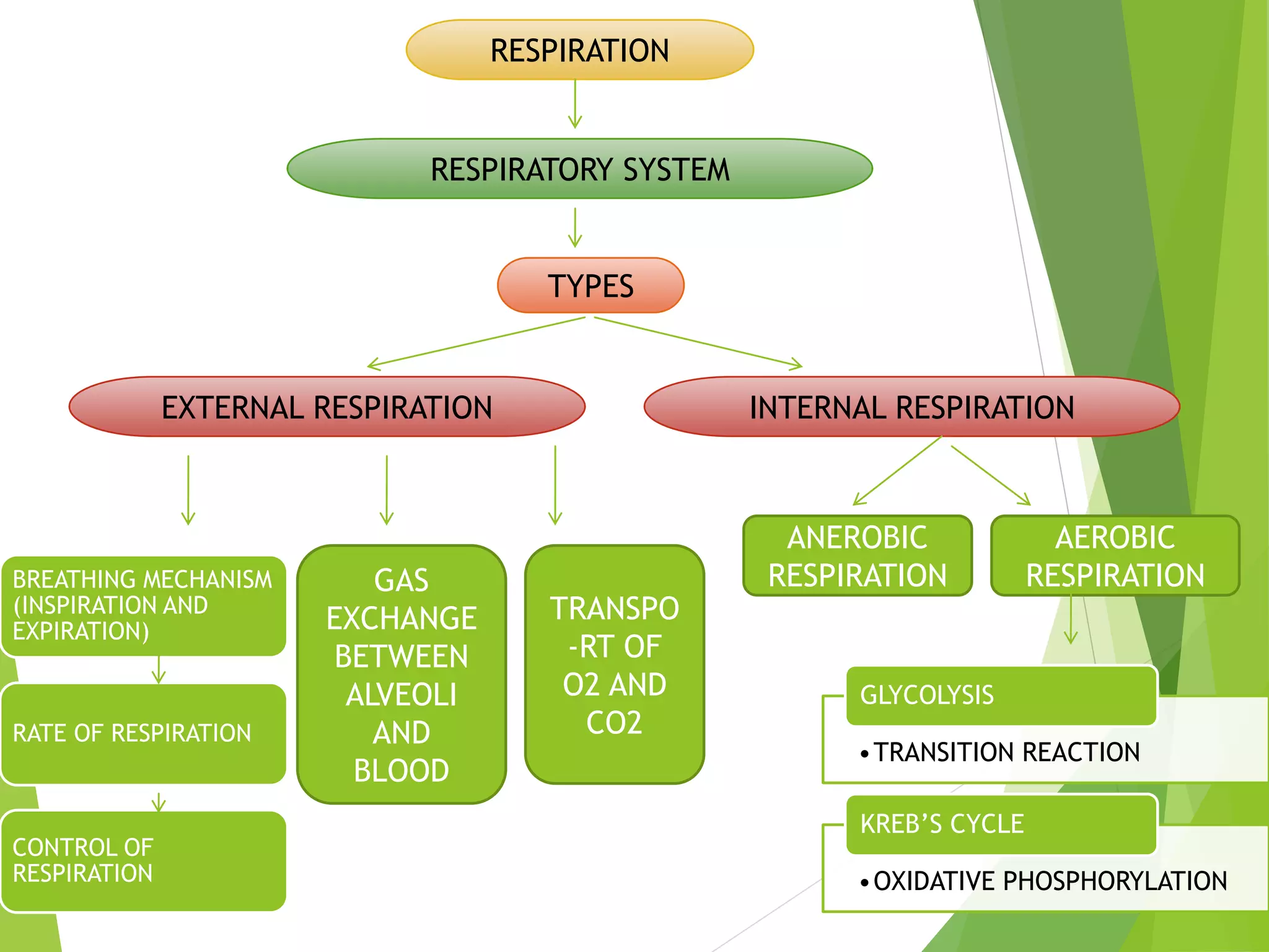 PHYSIOLOGY OF RESPIRATION- DEON DAVID, LOYOLA COLLEGE CHENNAI | PPTX