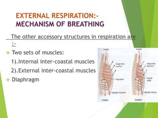 PHYSIOLOGY OF RESPIRATION- DEON DAVID, LOYOLA COLLEGE CHENNAI | PPTX
