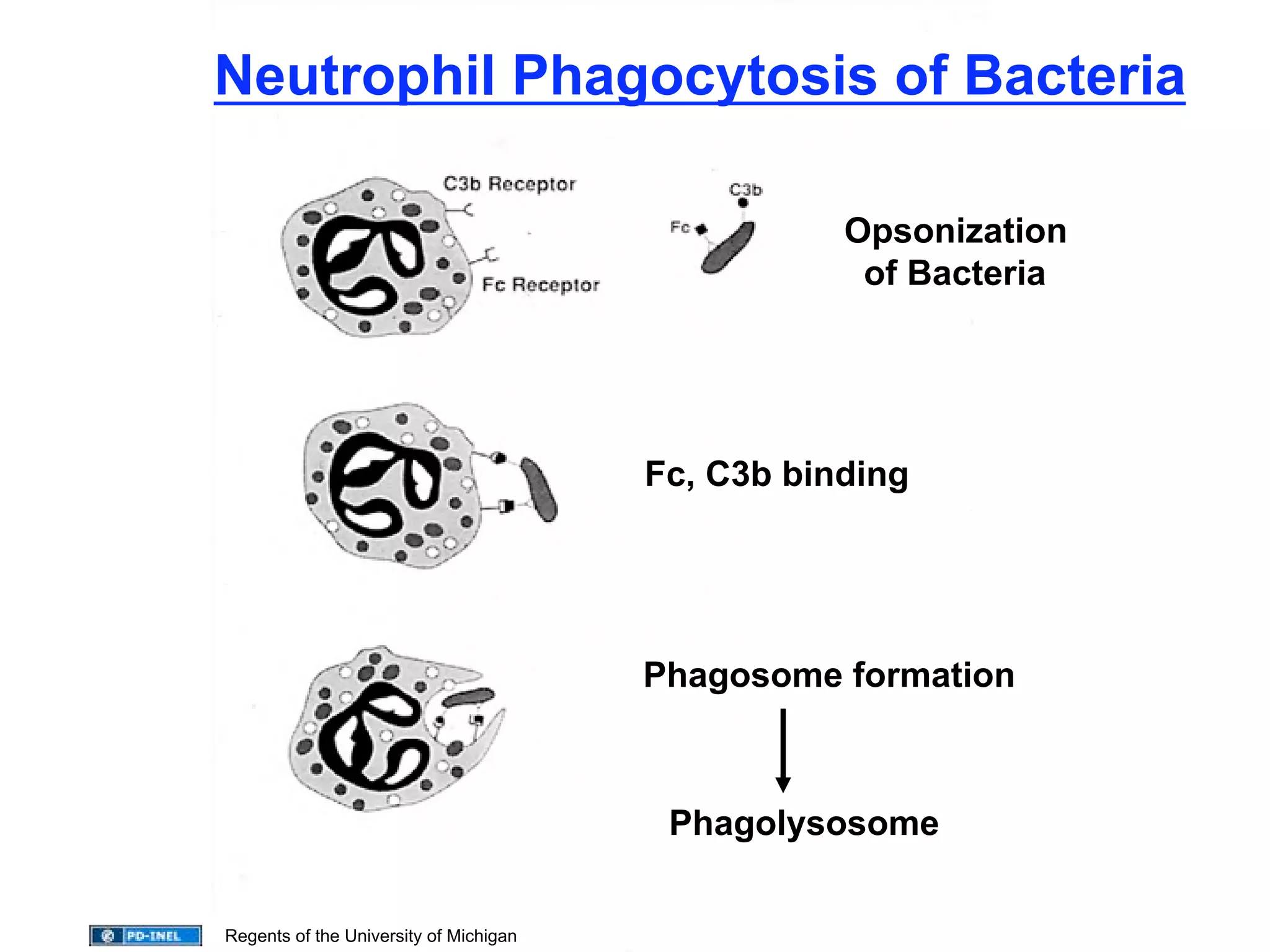 02.10.09(b): Phagocytic Cells: Mechanisms of Bacterial Injury and ...