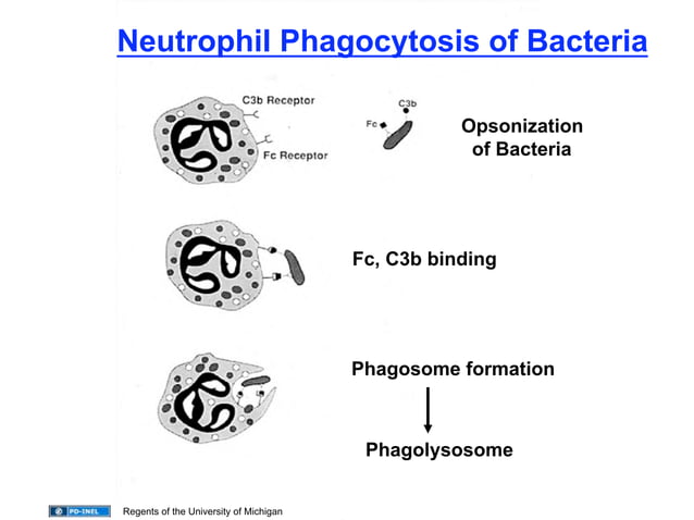 02.10.09(b): Phagocytic Cells: Mechanisms of Bacterial Injury and ...