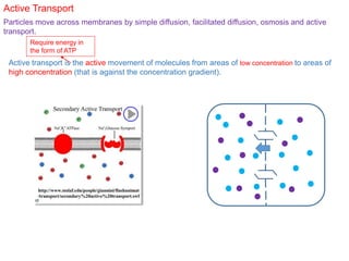 1.4. Membrane transport | PPT