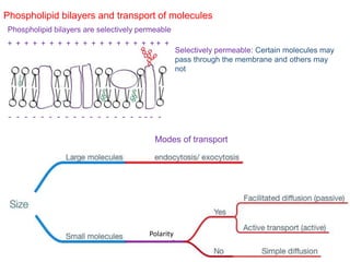 1.4. Membrane transport | PPT