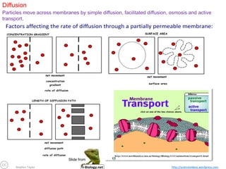 1.4. Membrane transport | PPT